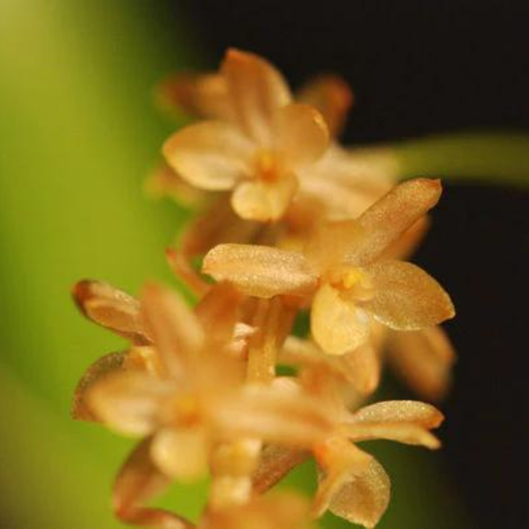 Orchideen Braune Blatter