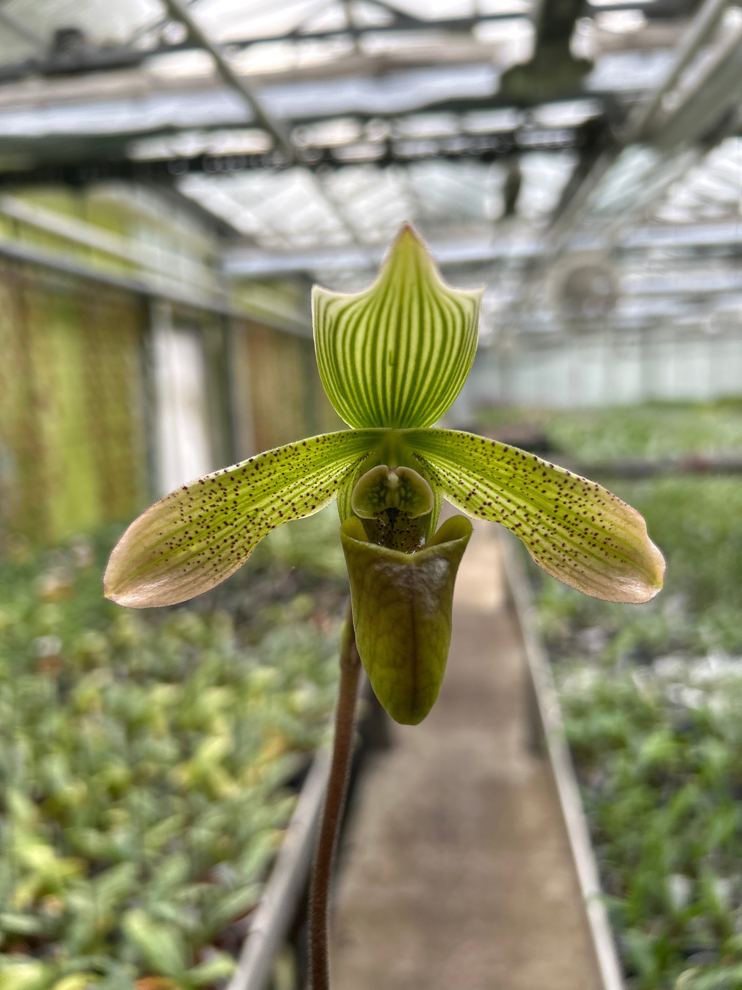 Paphiopedilum javanicum – Hennis Orchideen