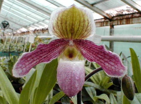 Paphiopedilum chamberlainianum X Psyche – Hennis Orchideen