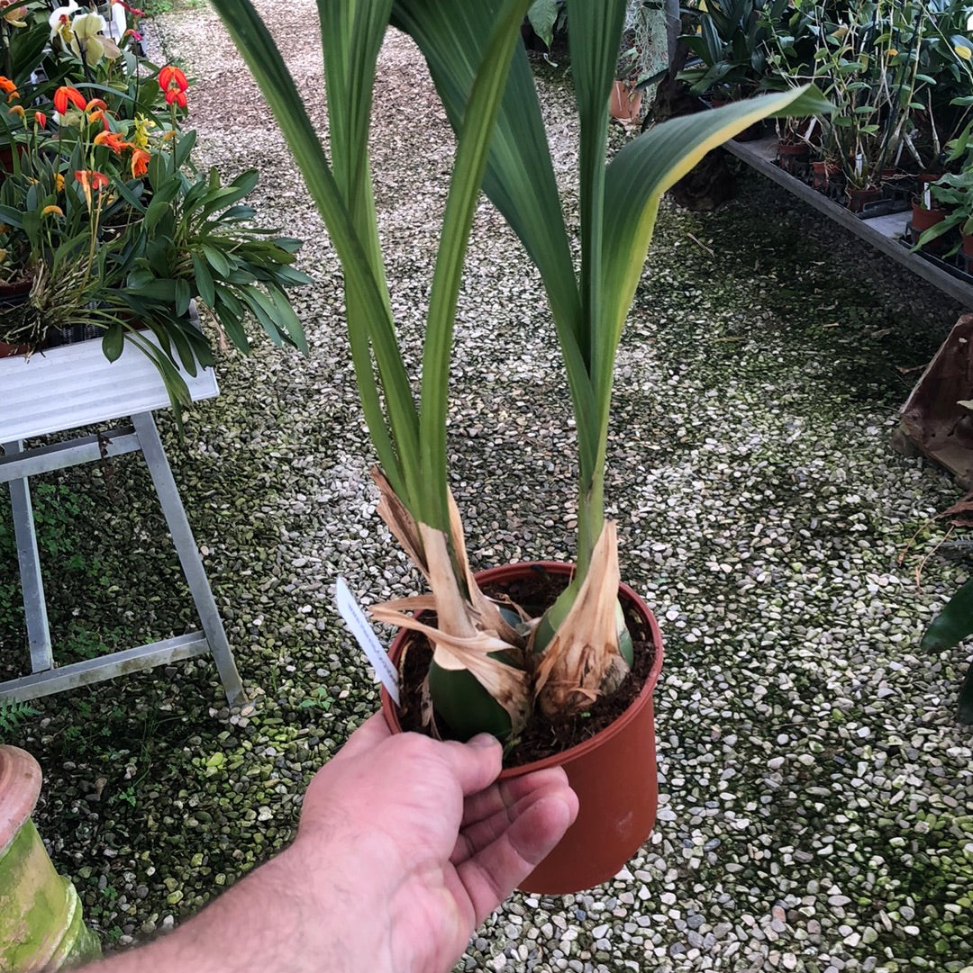 Peristeria elata – Hennis Orchideen