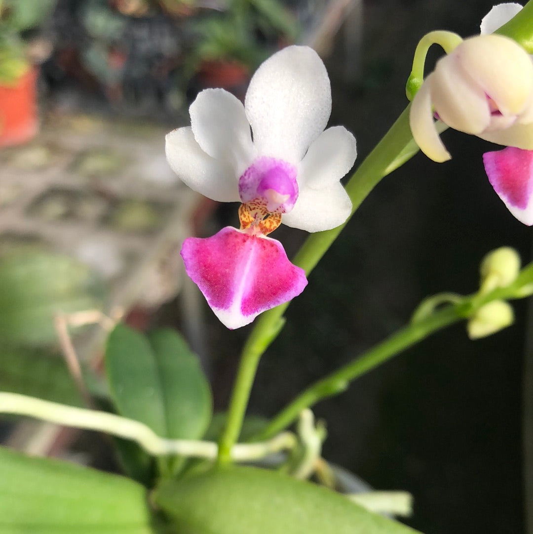 Phalaenopsis lobbii X Anna Larati Soekardi – Hennis Orchideen