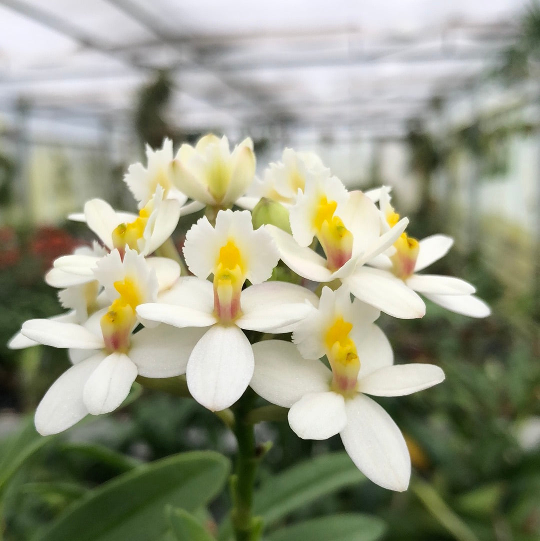 Epidendrum "NORDIC WHITE" – Hennis Orchideen