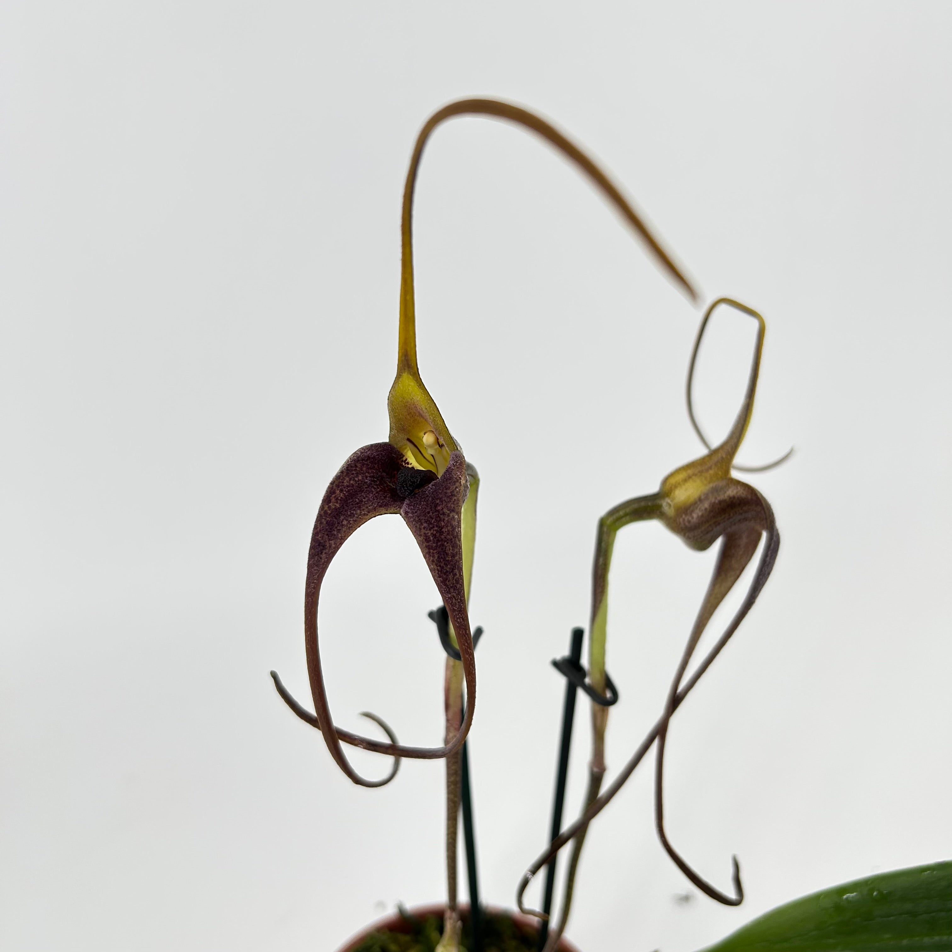 Masdevallia colossus – Hennis Orchideen
