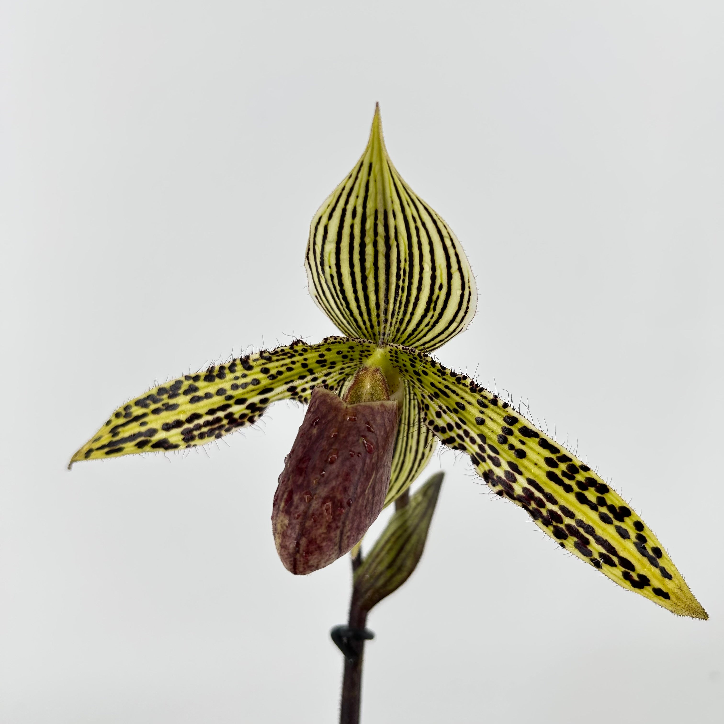 Paphiopedilum IANTHA STAGE – Hennis Orchideen
