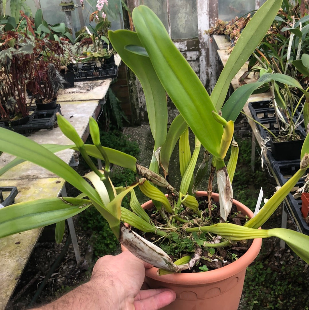 Cattleya schroederae – Hennis Orchideen