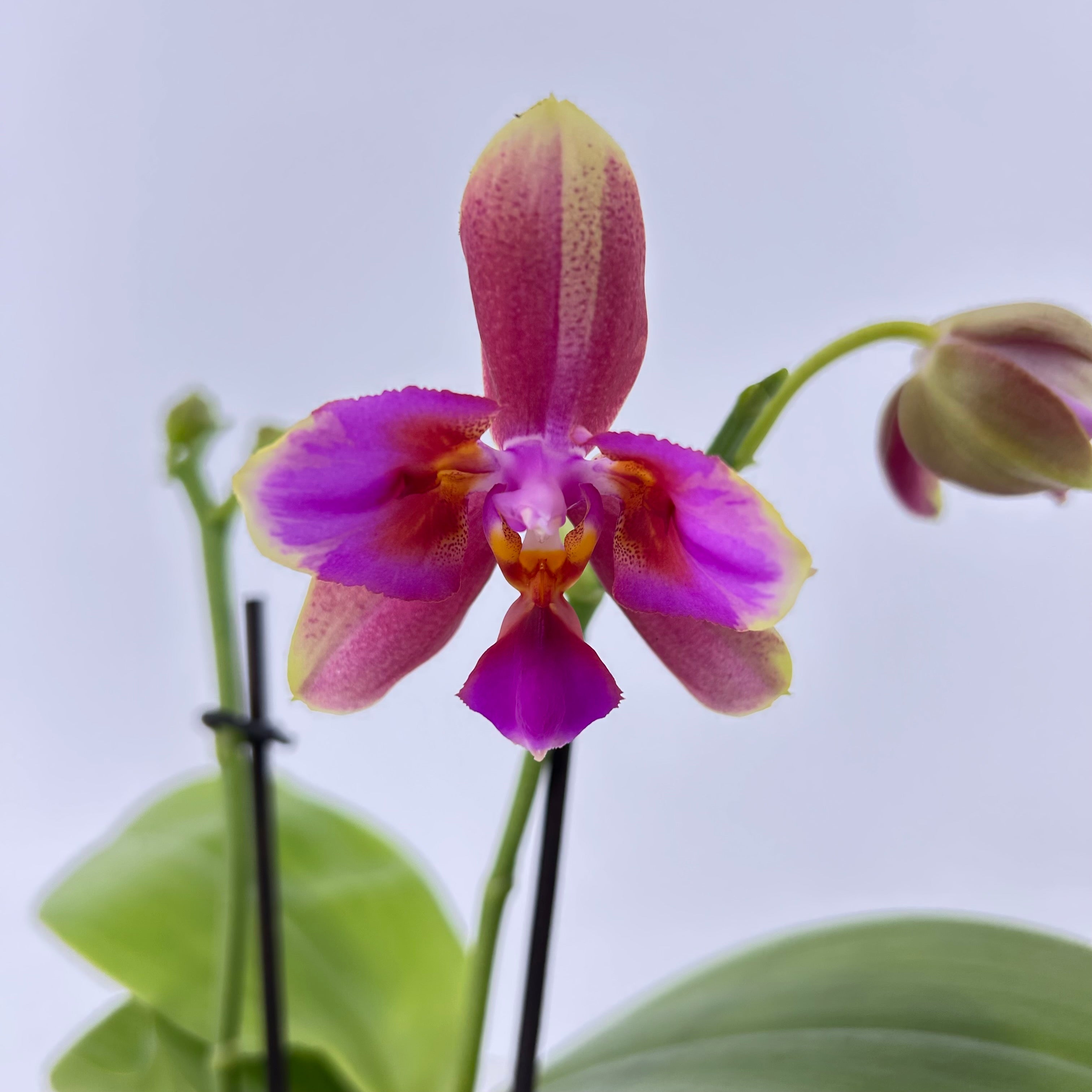 Phalaenopsis LIODORO 'drei-lippig' – Hennis Orchideen