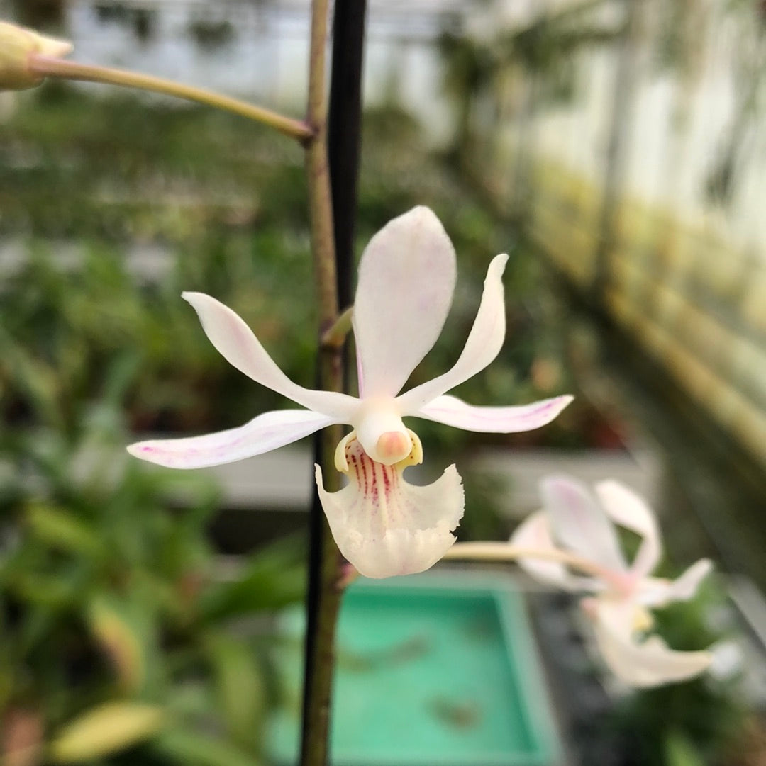 Holcoglossum ISABEL SANDER – Hennis Orchideen