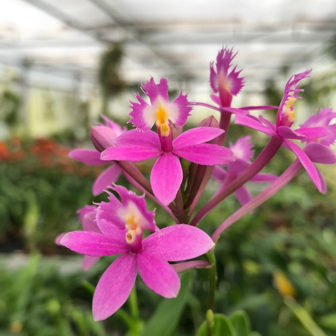 Epidendrum "NORDIC PINK" – Hennis Orchideen