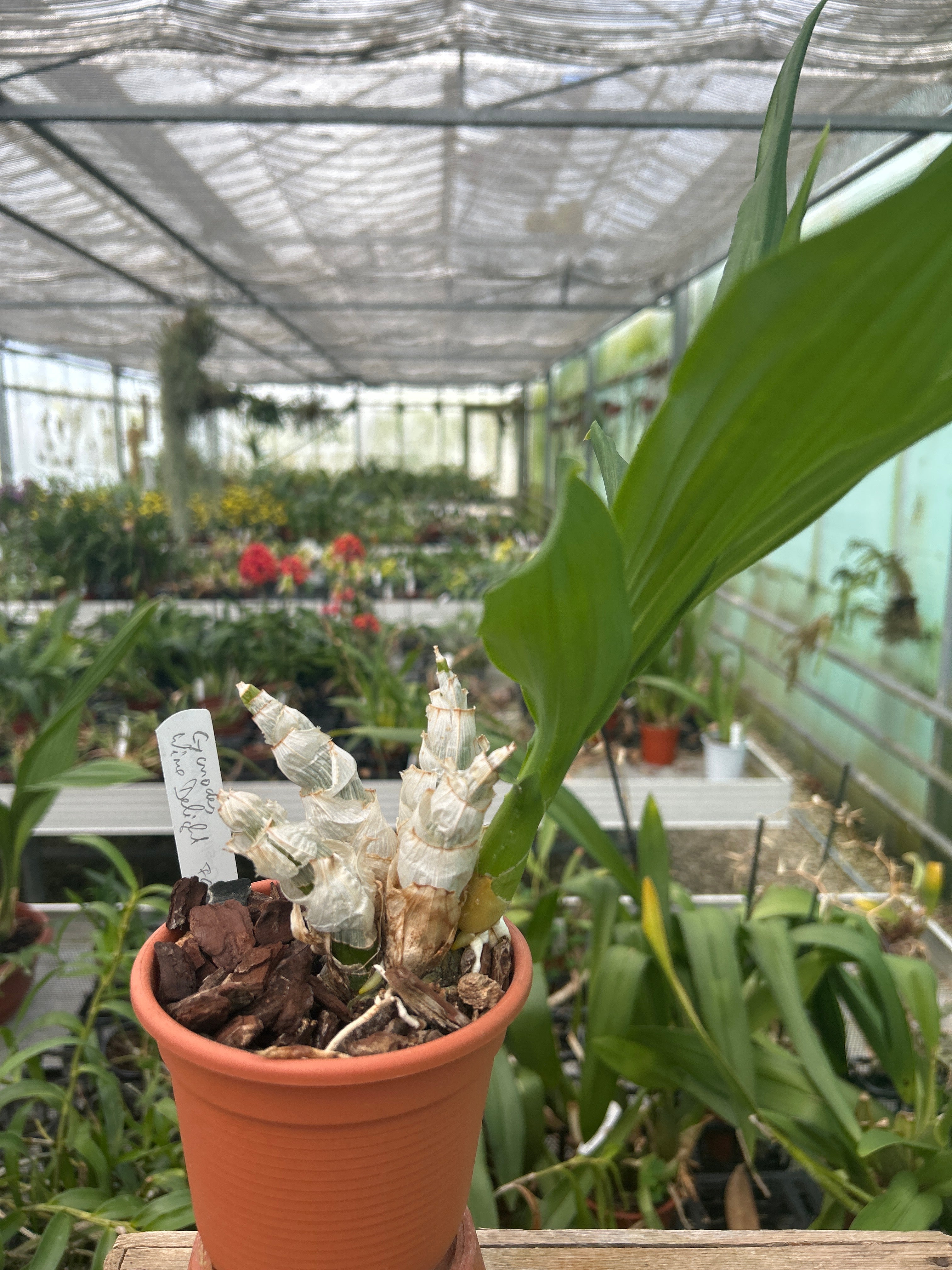 Cycnodes WINE DELIGHT FCC/AOS – Hennis Orchideen