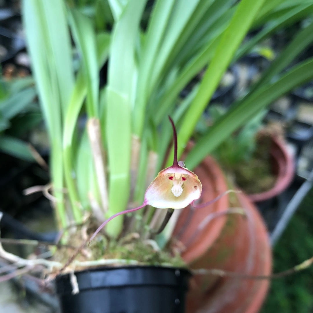 Dracula mantissa – Hennis Orchideen