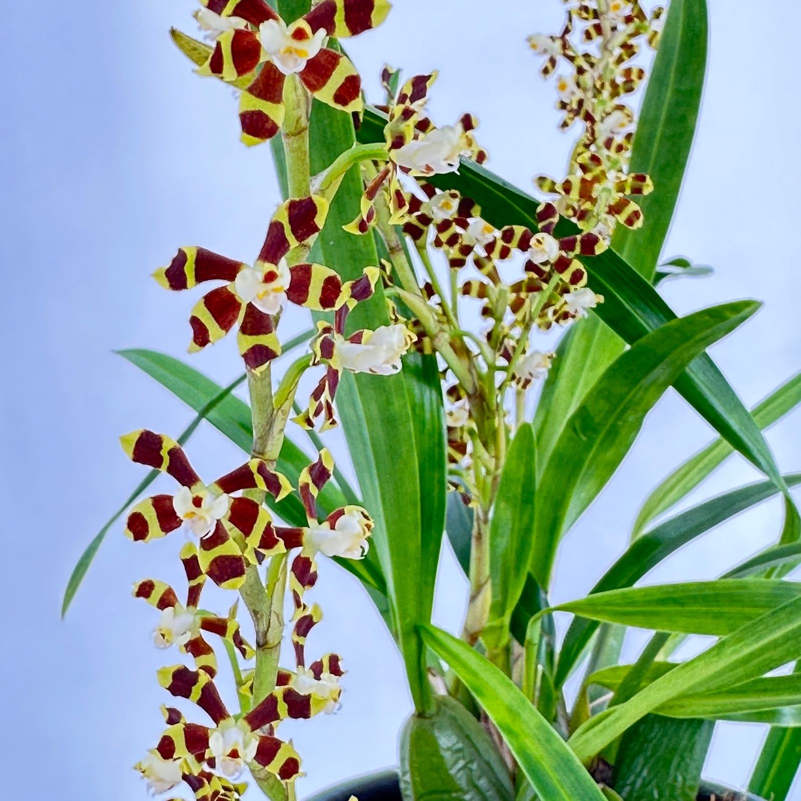 Odontoglossum tigroides – Hennis Orchideen