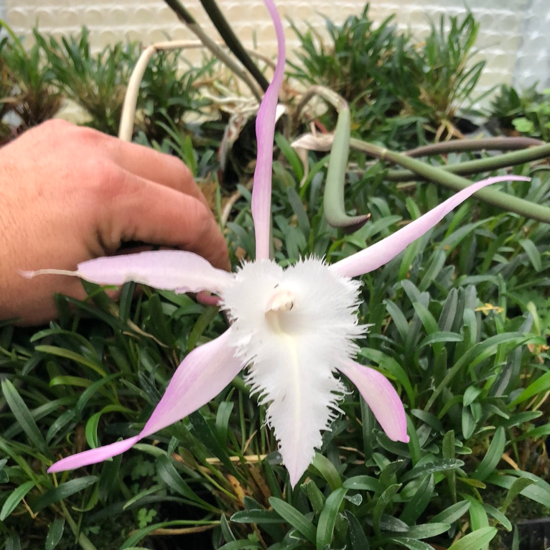 Brassavola DAVID SANDER – Hennis Orchideen