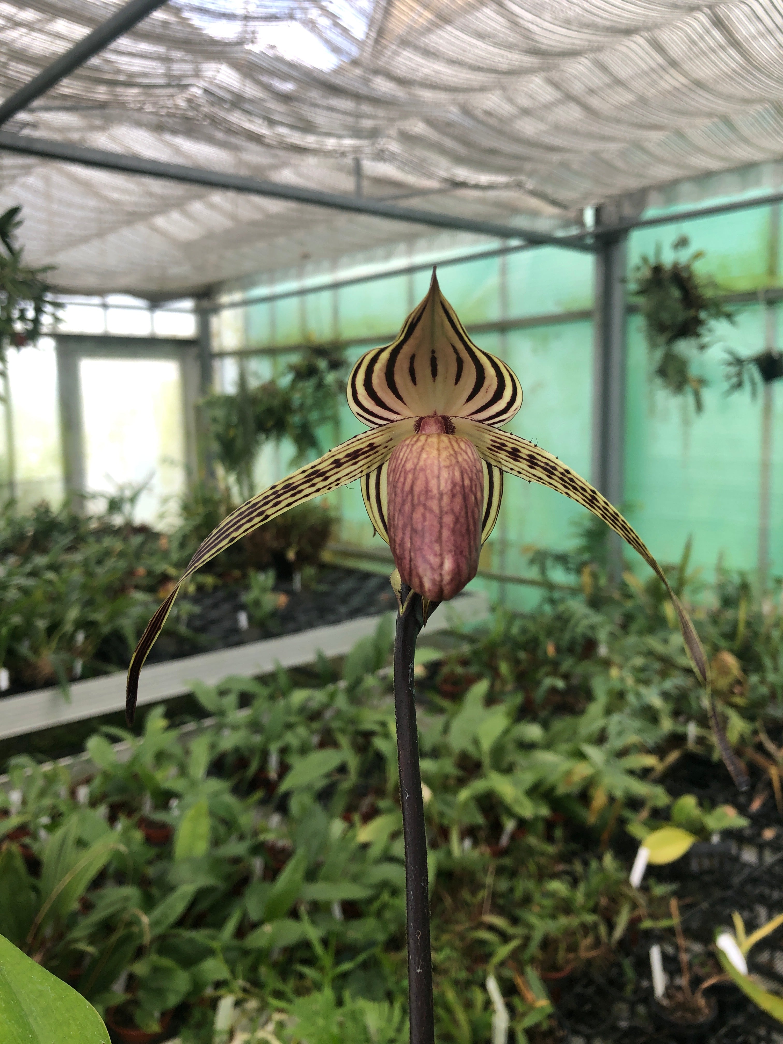 Paphiopedilum LADY ISABEL – Hennis Orchideen