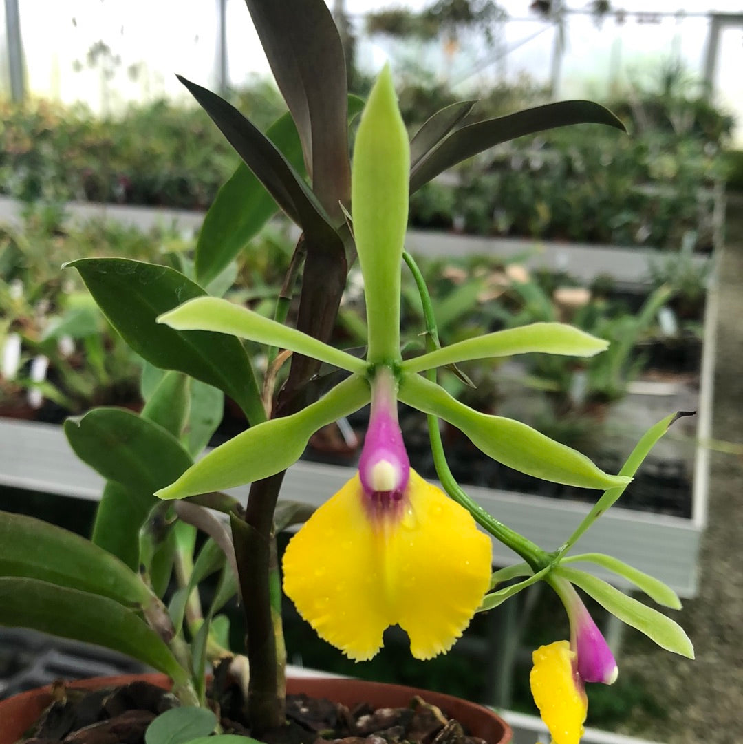 Epicattleya RENE MARQUES – Hennis Orchideen