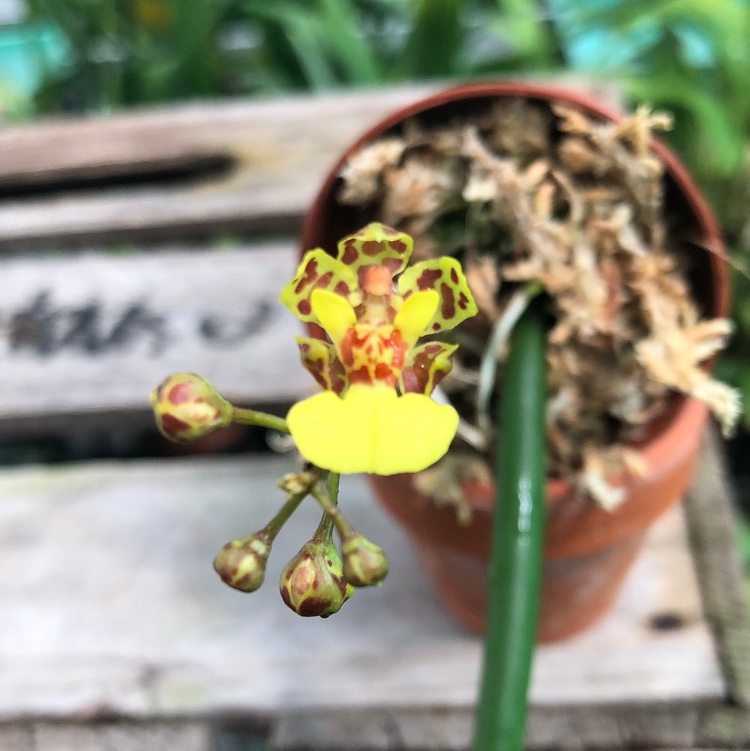 Oncidium spp. – Hennis Orchideen