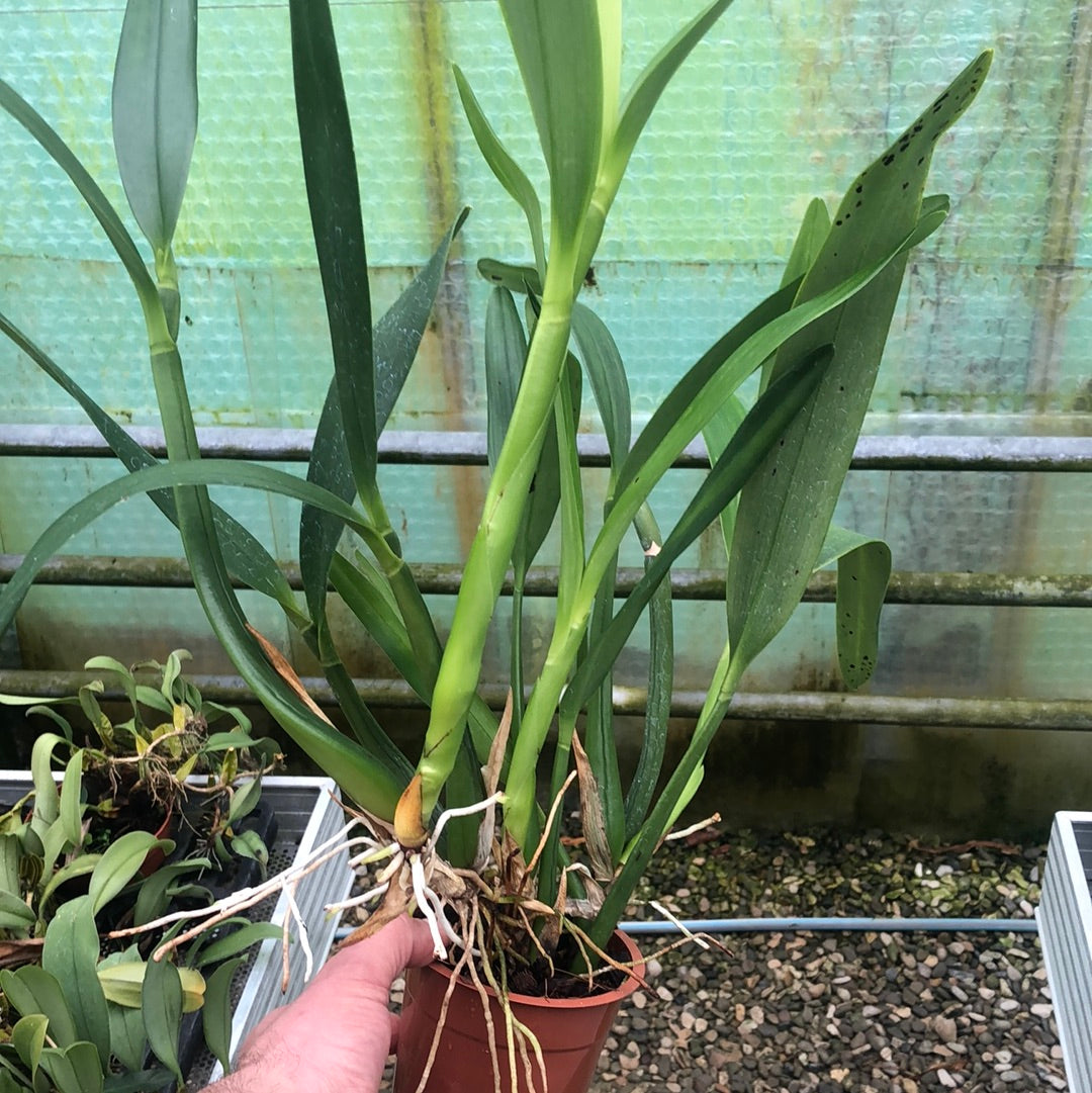 Encyclia chacaoensis – Hennis Orchideen