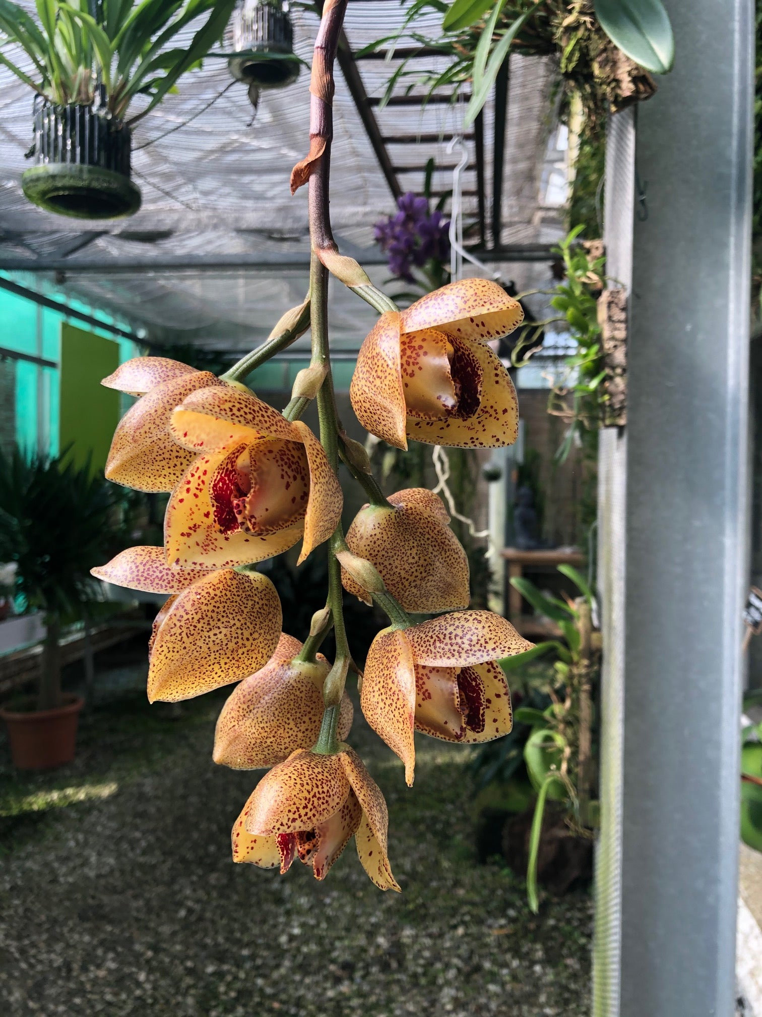 Acineta humboldtii – Hennis Orchideen