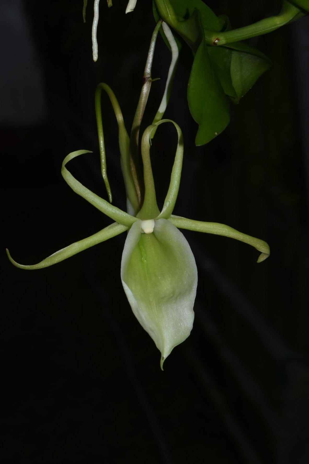 Angraecum infundibulare – Hennis Orchideen