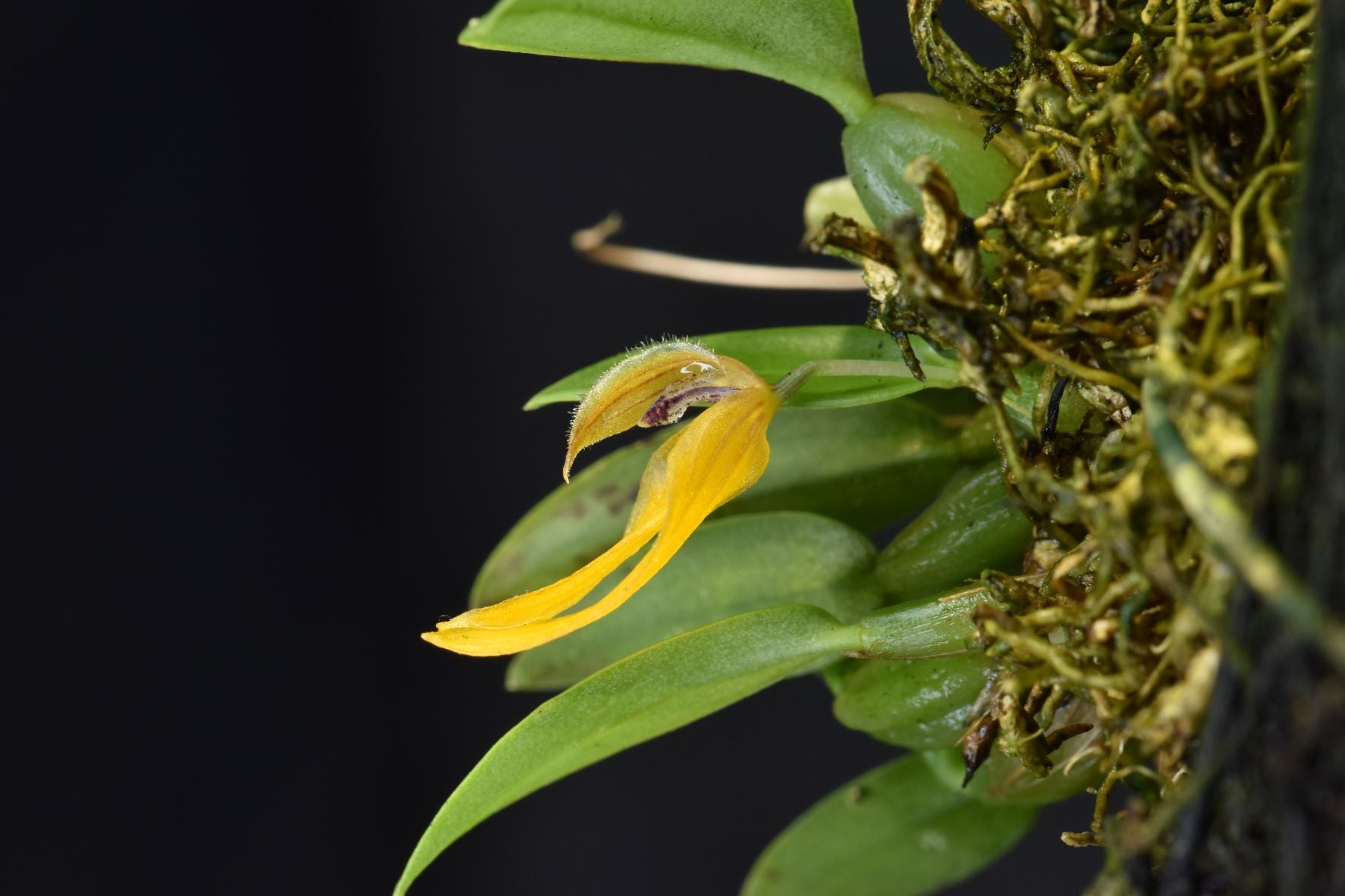 Bulbophyllum chrysotes – Hennis Orchideen
