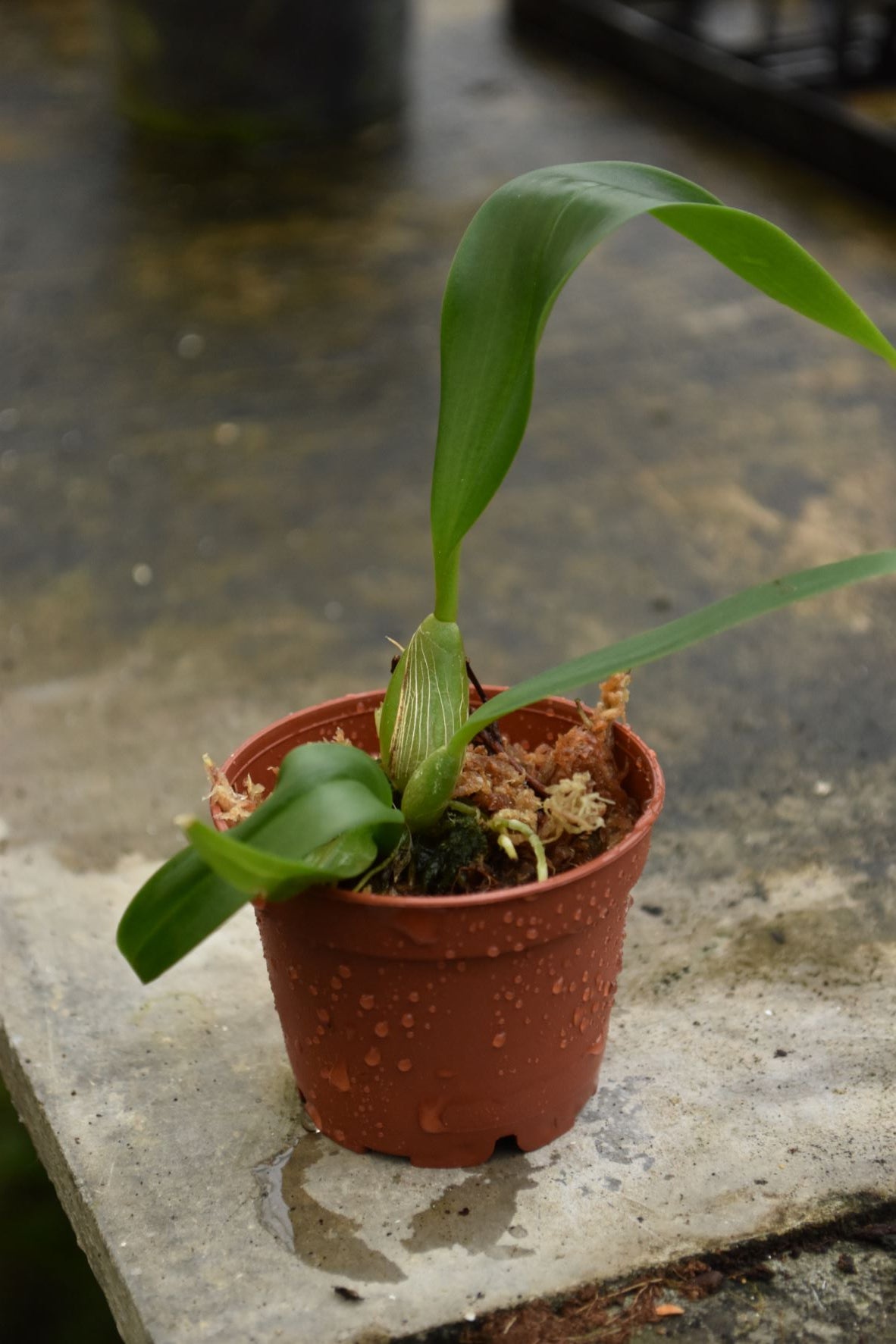 Bulbophyllum claptonense – Hennis Orchideen