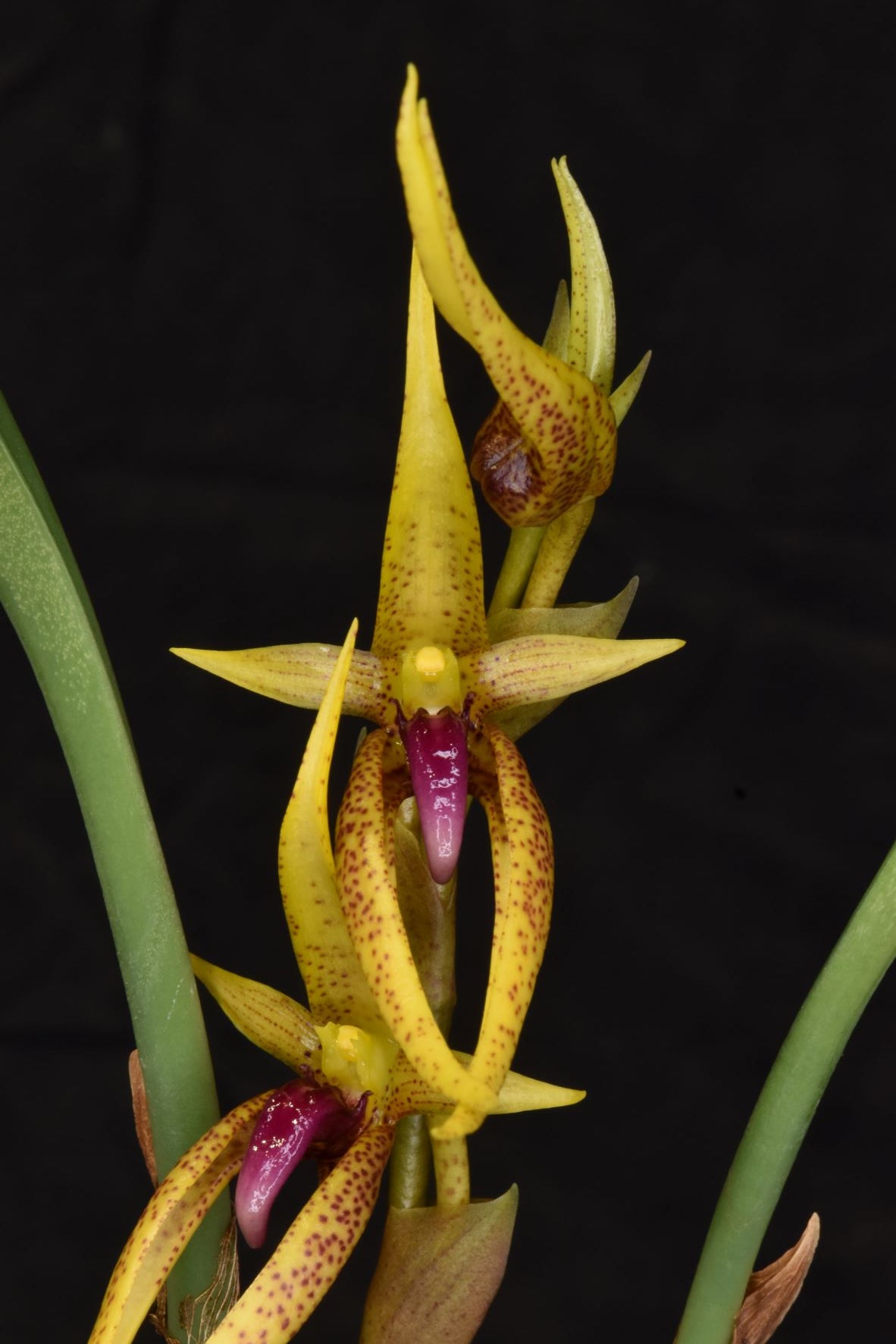 Bulbophyllum recurvilabre – Hennis Orchideen