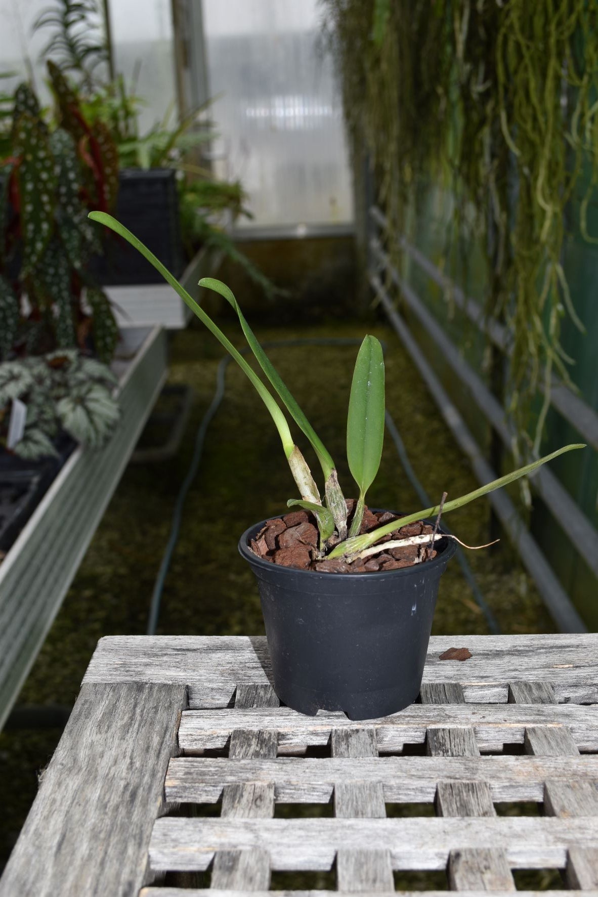 Cattleya mossiae 'Alba' – Hennis Orchideen