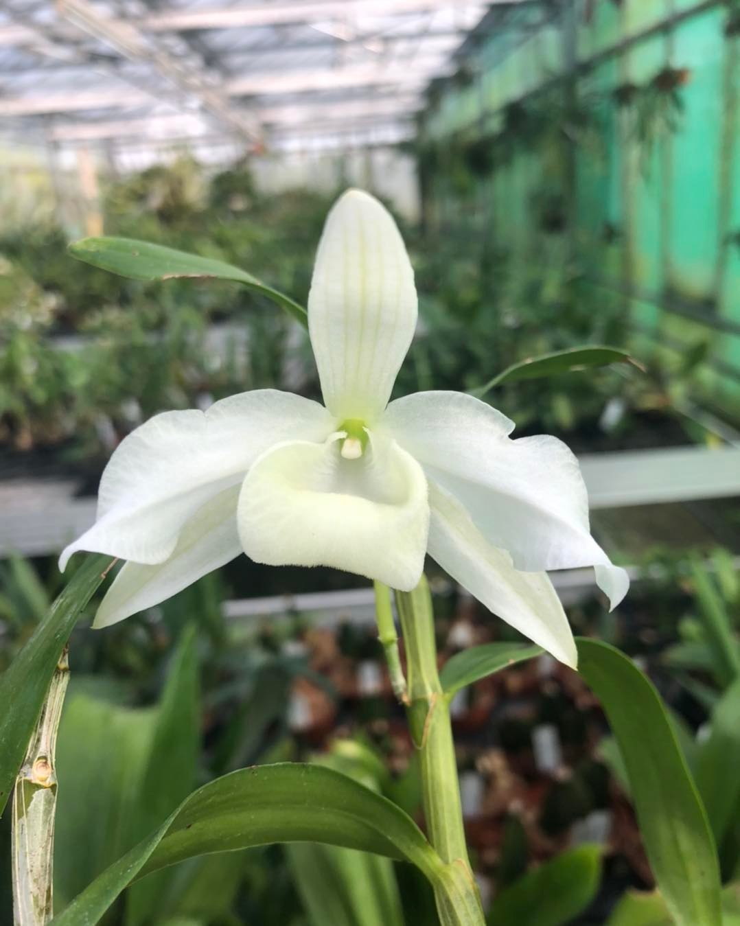 Dendrobium nobile 'virginalis' – Hennis Orchideen
