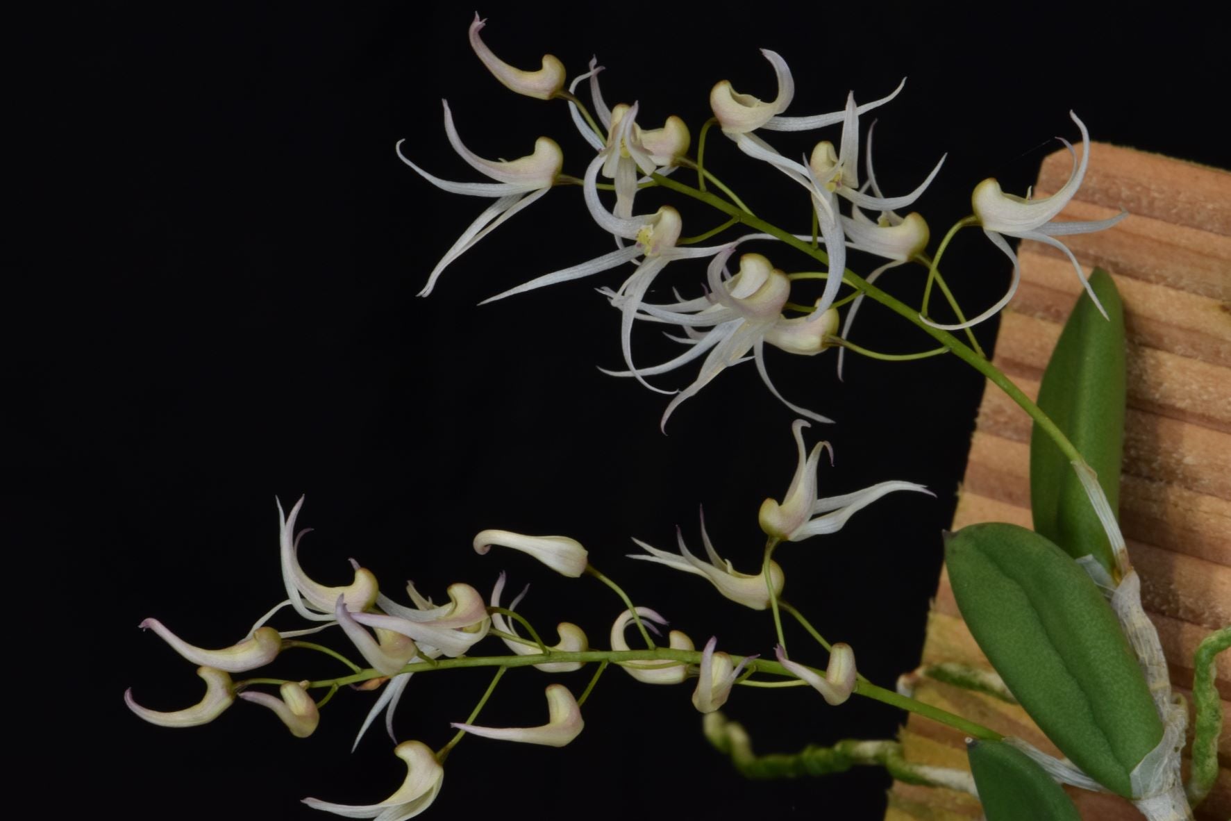 Dockrillia linguiformis – Hennis Orchideen
