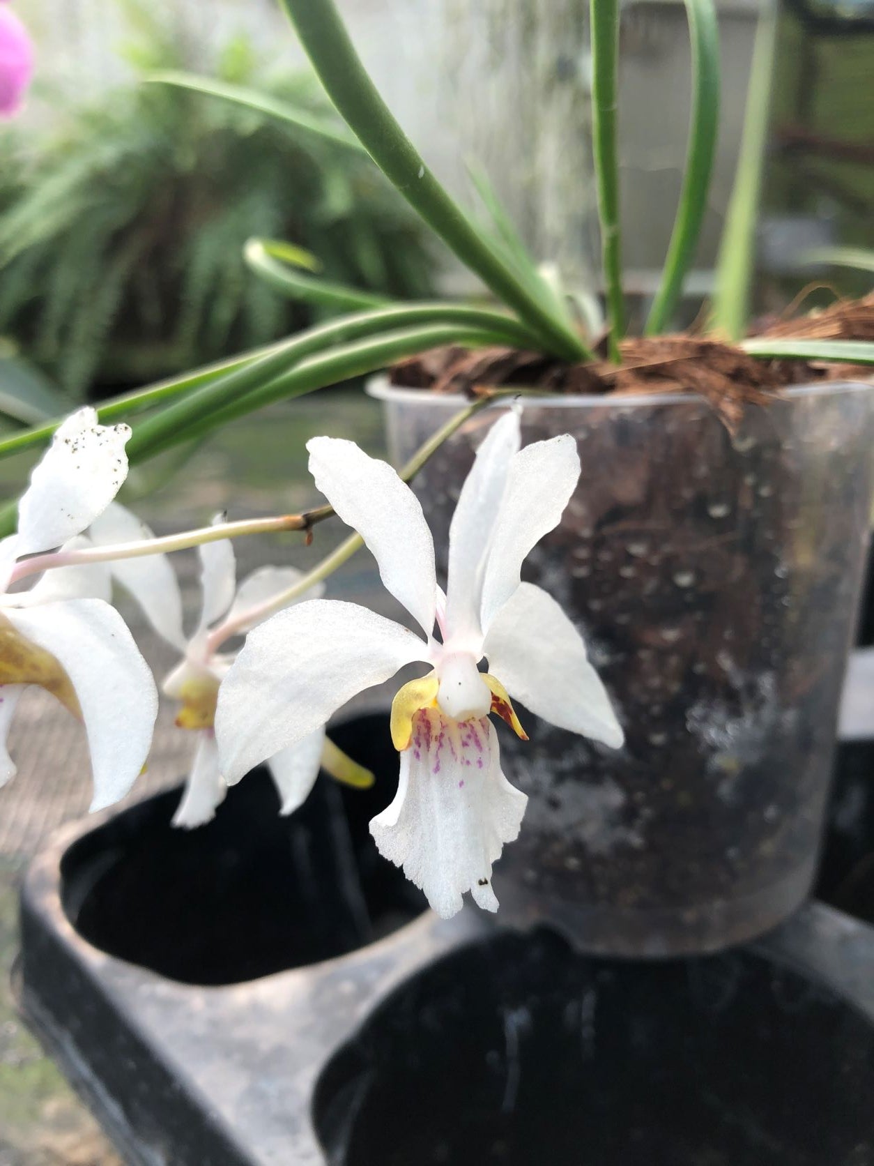 Holcoglossum INCANTATIO – Hennis Orchideen