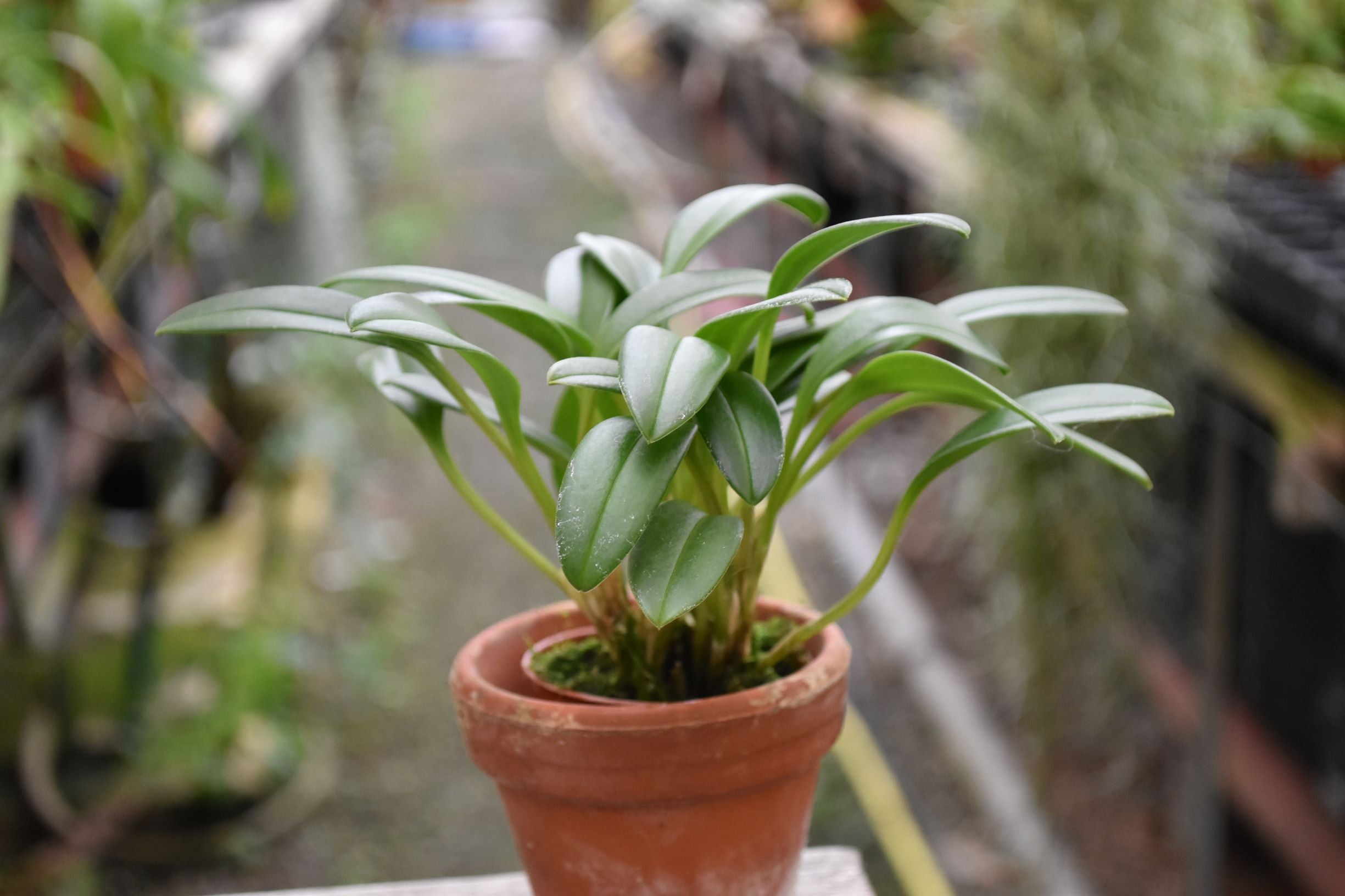 Masdevallia polysticta "yellow" – Hennis Orchideen