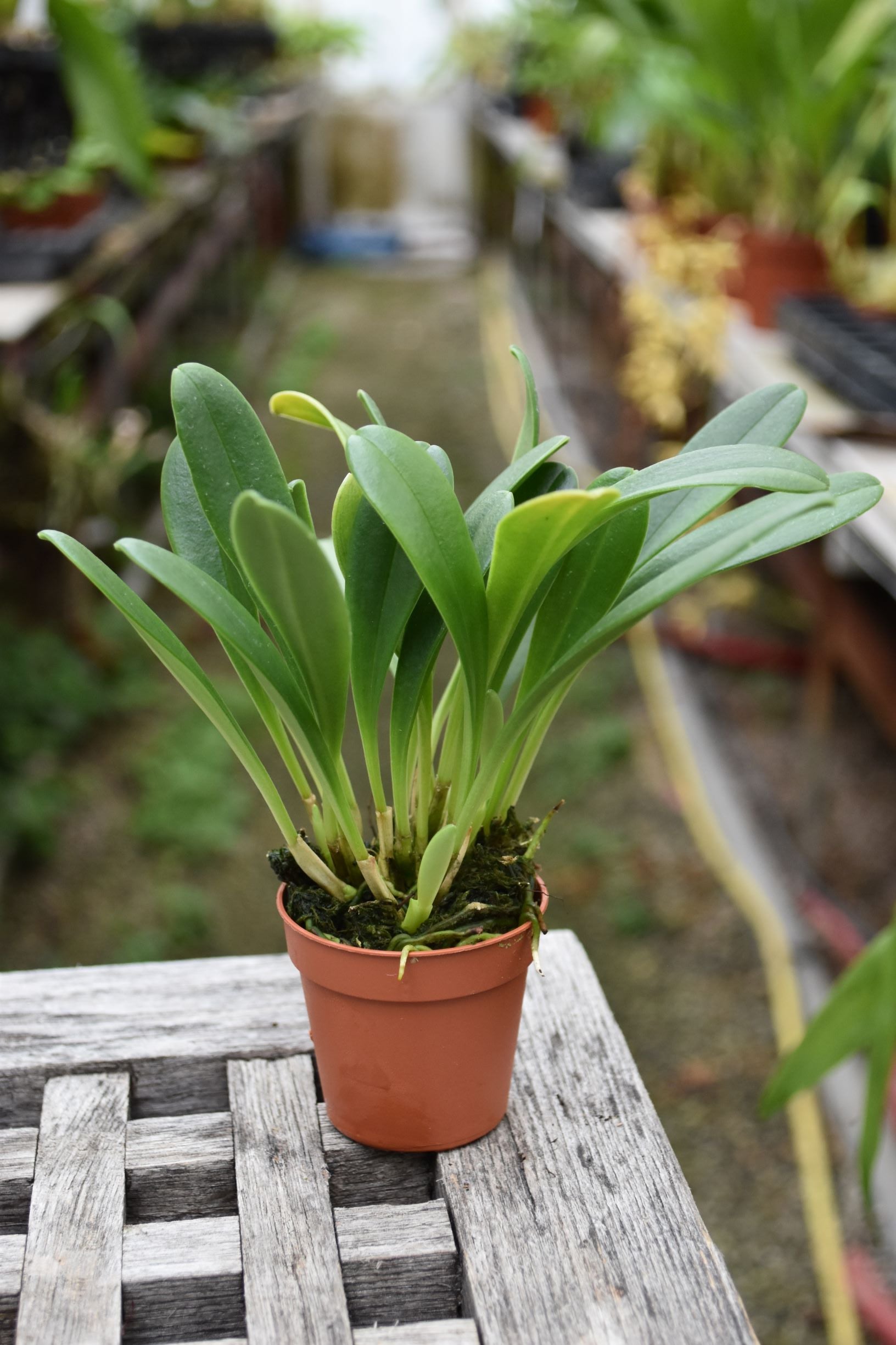 Masdevallia scitula – Hennis Orchideen