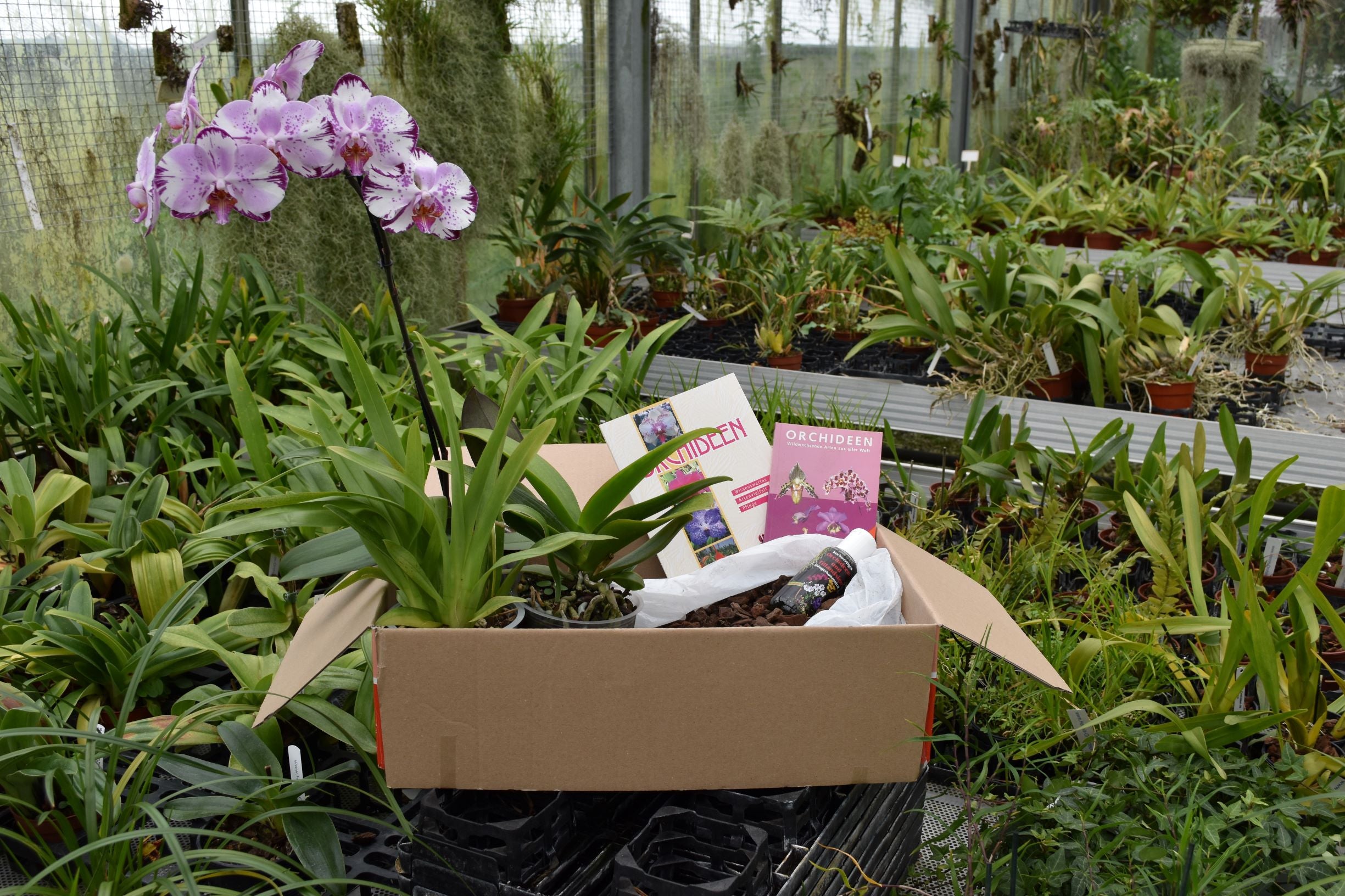 Orchid starter set – Hennis Orchideen