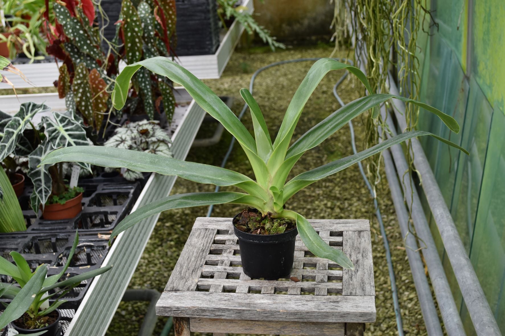 Paphiopedilum Bel Royal X sanderianum – Hennis Orchideen