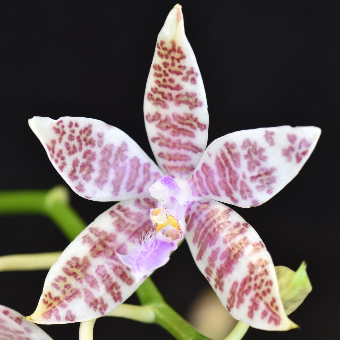 Phalaenopsis hieroglyphica – Hennis Orchideen