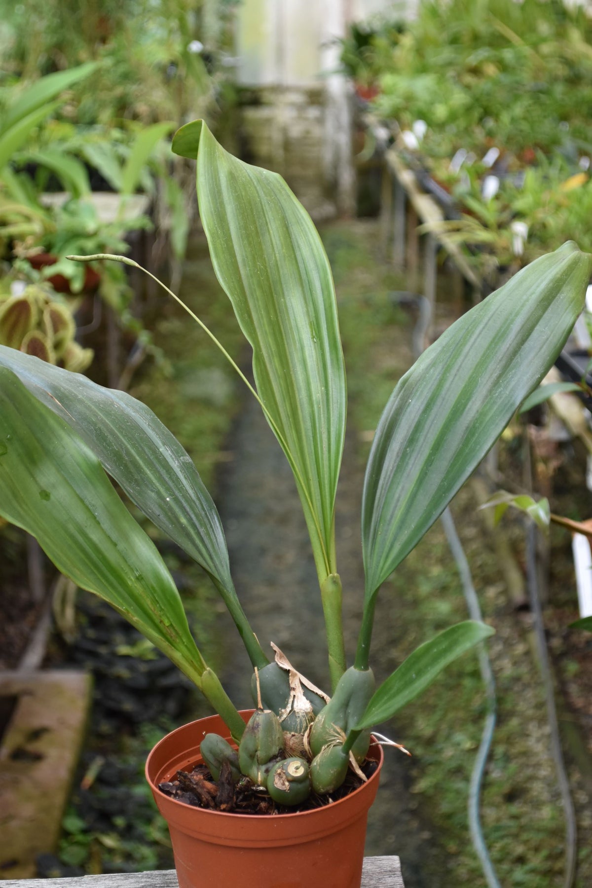 Pholidota imbricata – Hennis Orchideen