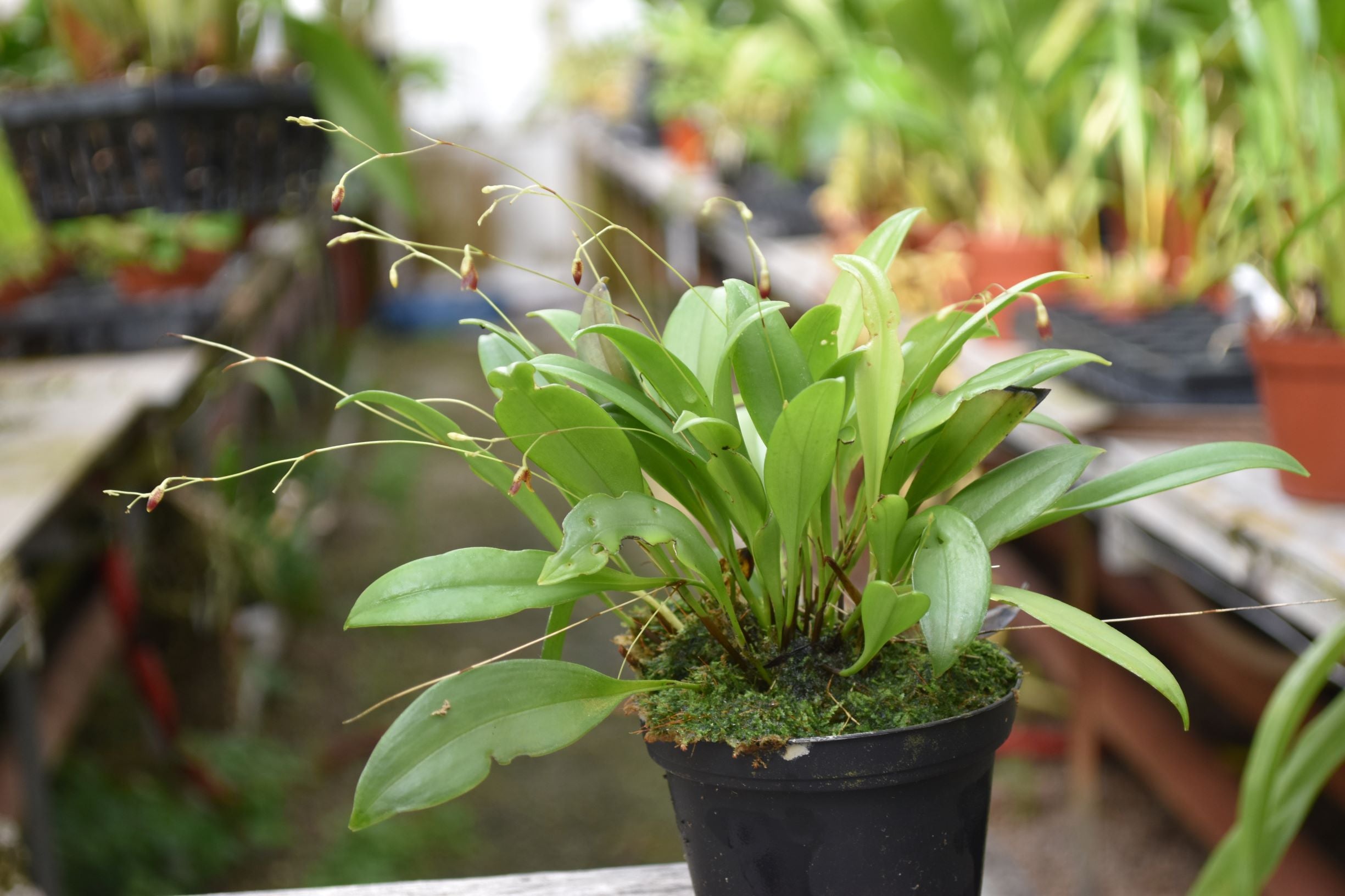Pleurothallis cuneifolia – Hennis Orchideen