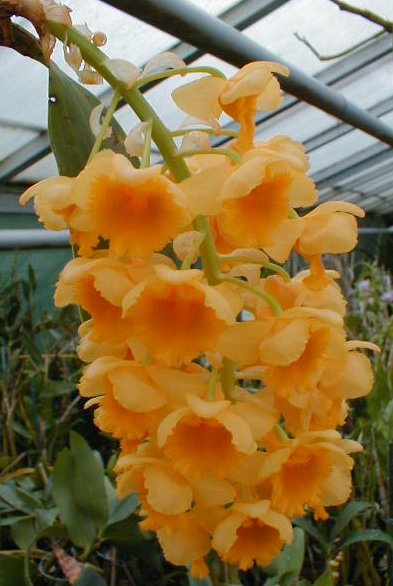 Dendrobium densiflorum – Hennis Orchideen