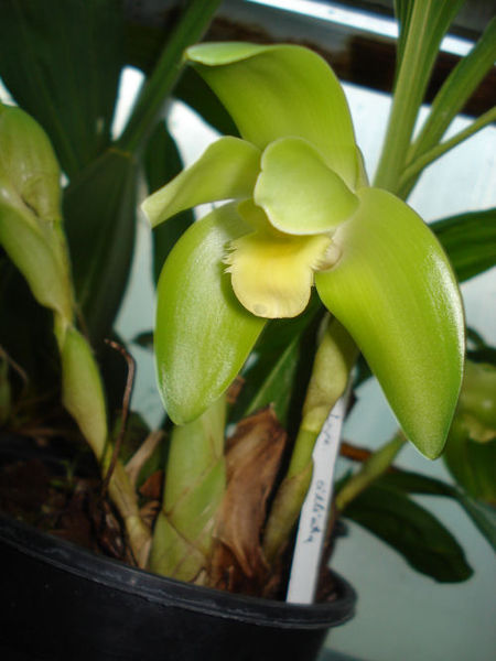 Lycaste ciliata – Hennis Orchideen