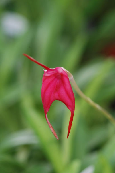 Masdevallia barleana – Hennis Orchideen