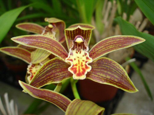 Cymbidium giganteum – Hennis Orchideen