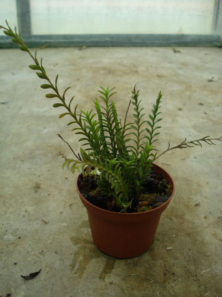 Podochilus cultratus – Hennis Orchideen