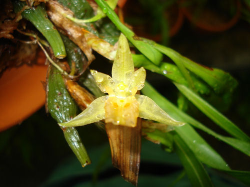 Panisea parviflora – Hennis Orchideen