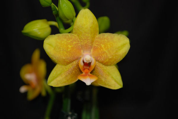 Phalaenopsis NINA 'yellow' – Hennis Orchideen