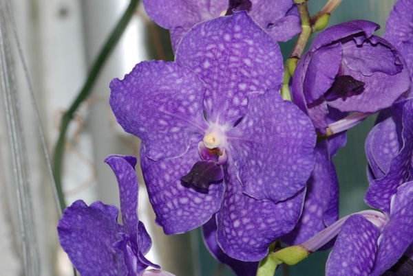 Vanda SURI QUEEN – Hennis Orchideen