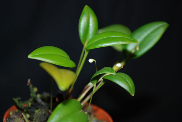 Pleurothallis niveo-globula – Hennis Orchideen
