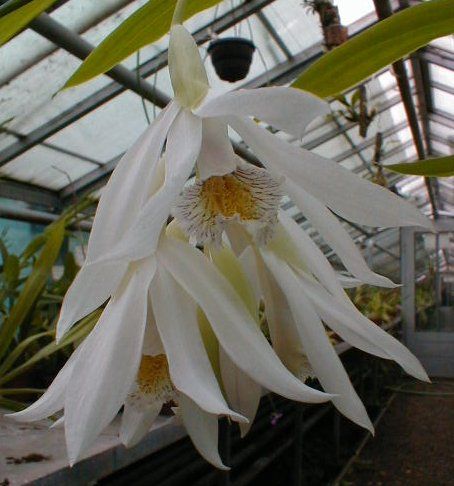 Thunia alba – Hennis Orchideen