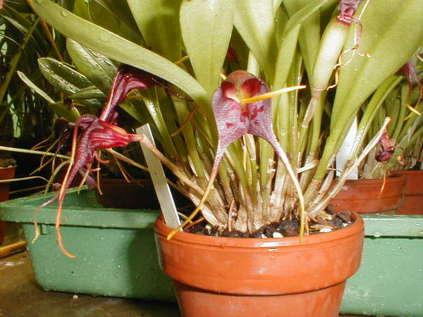 Masdevallia rolfeana – Hennis Orchideen