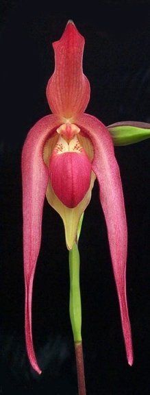 Phragmipedium RUBY SLIPPERS – Hennis Orchideen