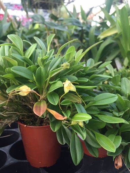 Masdevallia nidifica 'yellow' – Hennis Orchideen