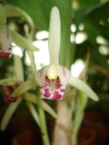 Cymbidium lancifolium – Hennis Orchideen